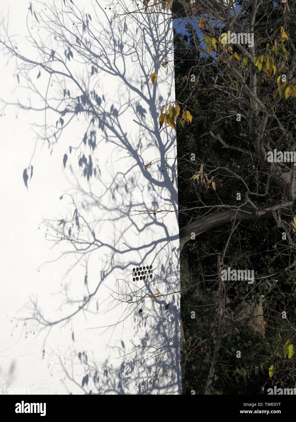 Shrub casting shadow on white wall as extention of own branches Stock ...