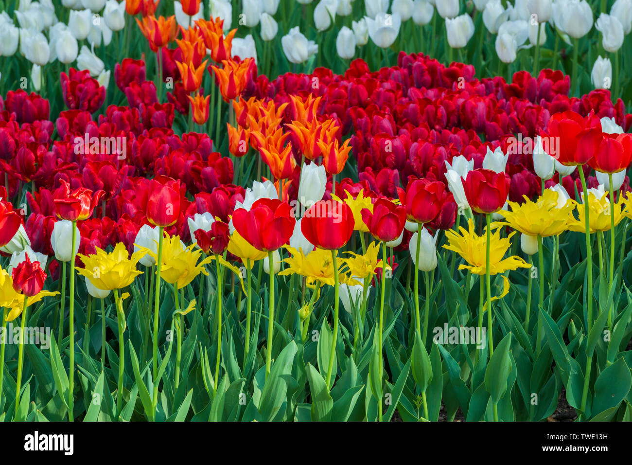 Colorful tulips flowers background. Spring flowers of different colors ...
