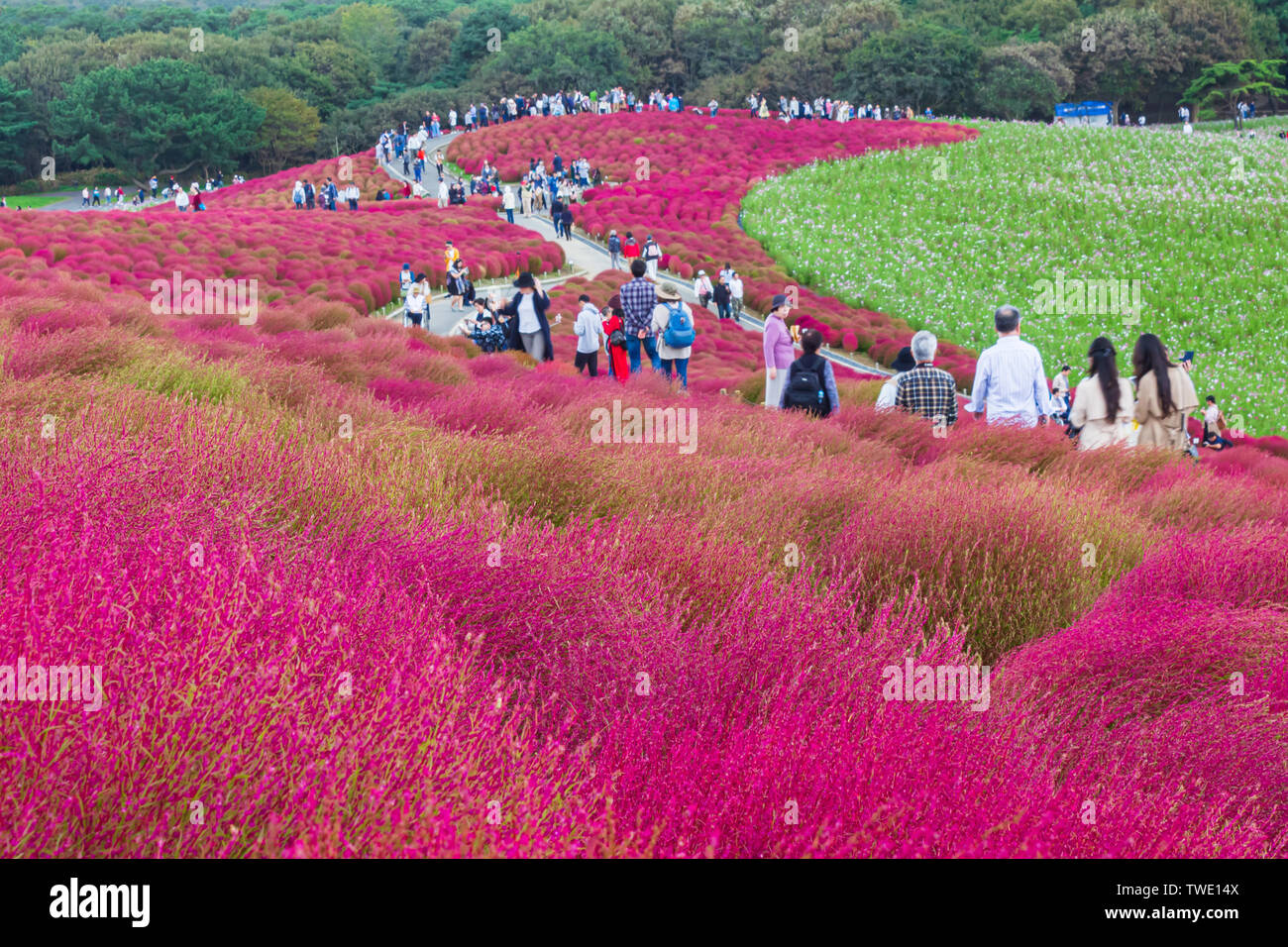 Ibaraki, Japan - October 17, 2018: Tourists visit of the Kochia at ...