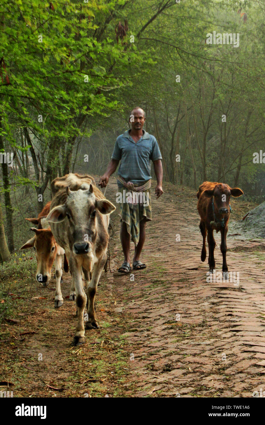 Man herding cattle hi-res stock photography and images - Alamy
