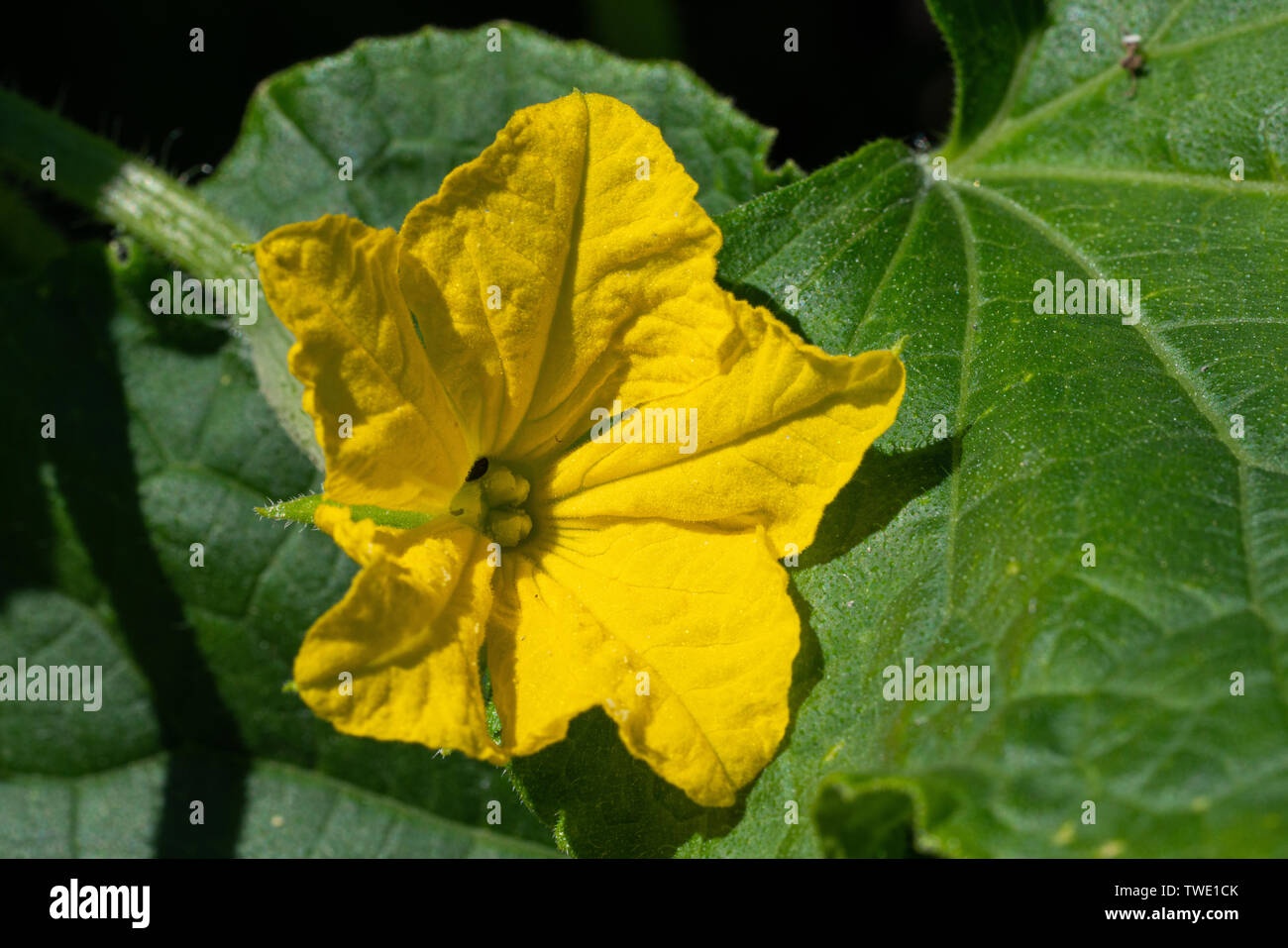 Cucumis sativus leaf close up hi-res stock photography and images - Alamy