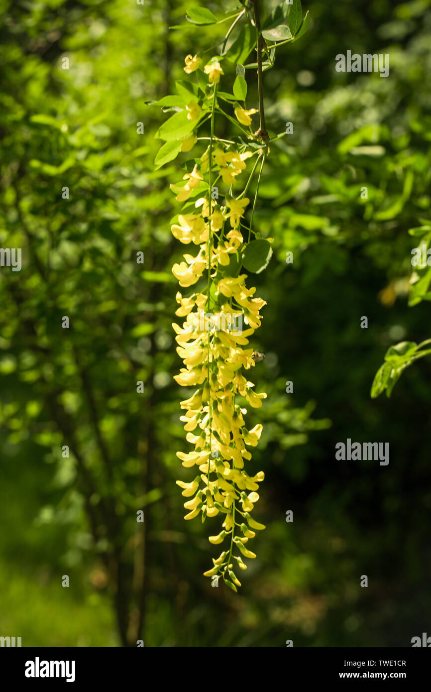 Beautiful yellow wisteria flowers Stock Photo - Alamy