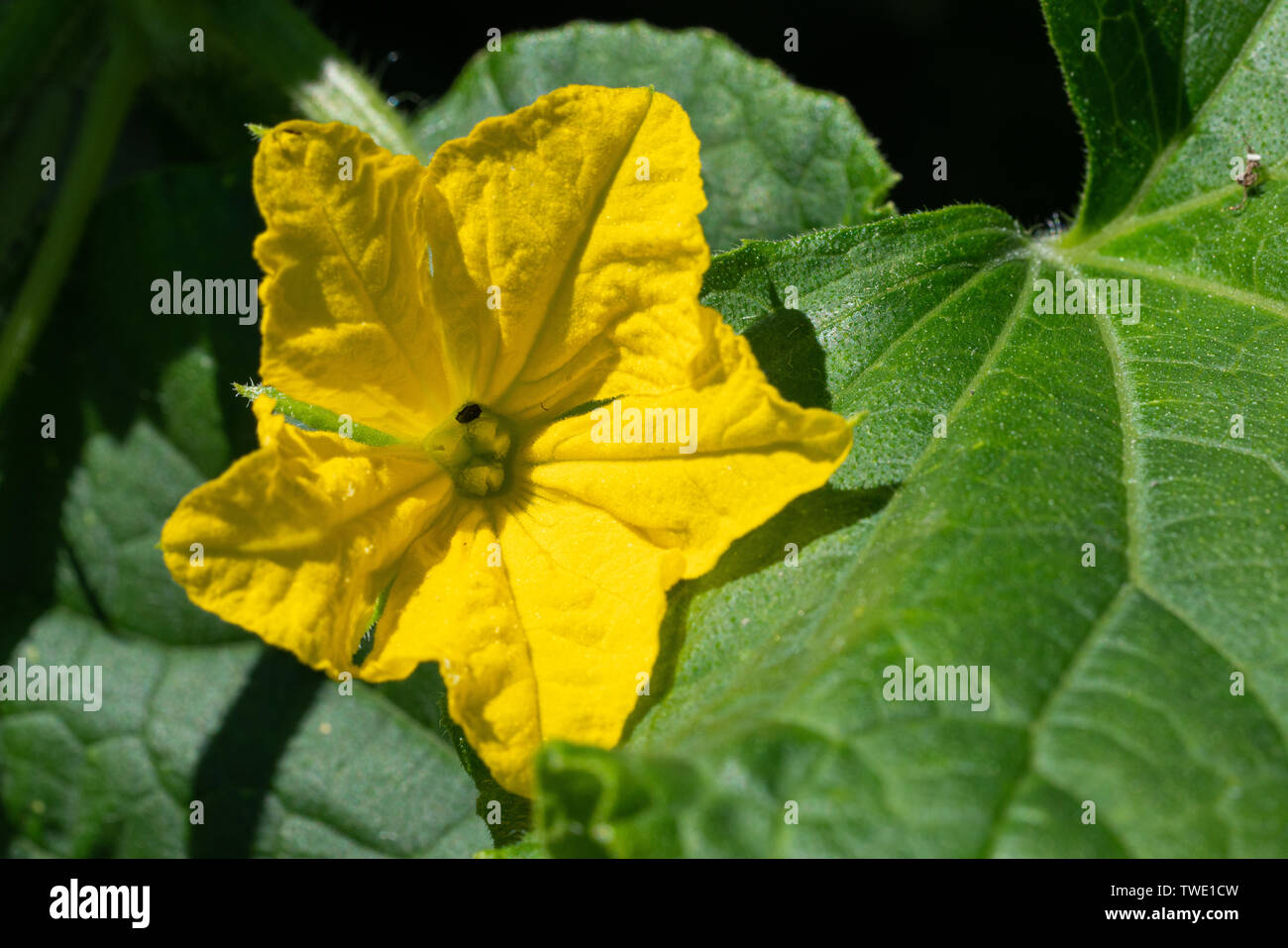 Blossom of cucumber plant (Cucumis sativus Stock Photo - Alamy