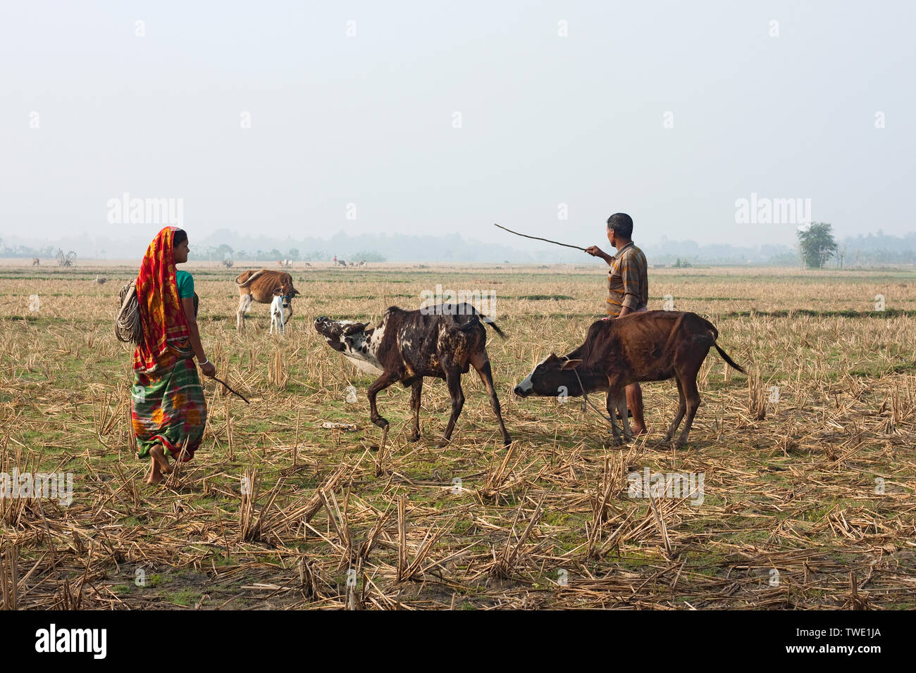Bangladesh cows hi-res stock photography and images - Alamy