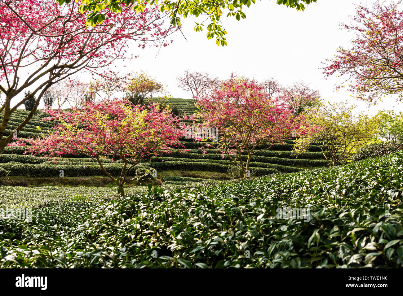 Beautiful tea garden with cherry blossoms in full bloom Stock Photo - Alamy