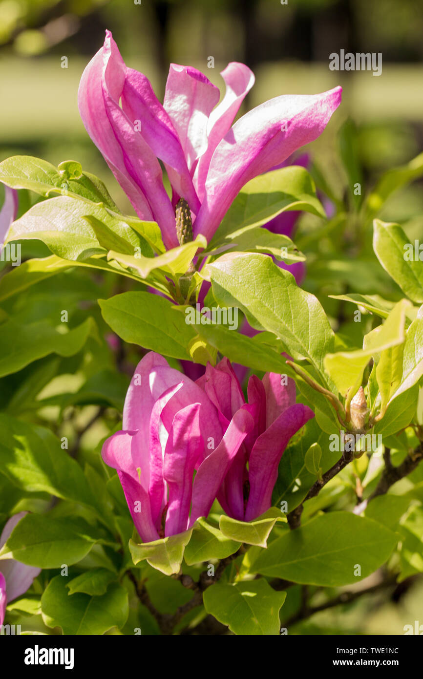 The branches of the tulip tree in the park Stock Photo - Alamy