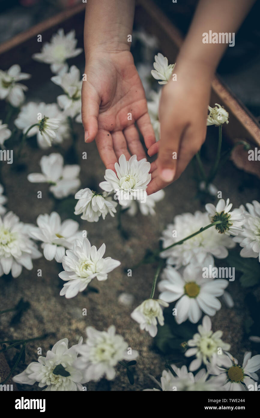 Child's hands touch the chrysanthemum flowers. Closeup. Top view ...