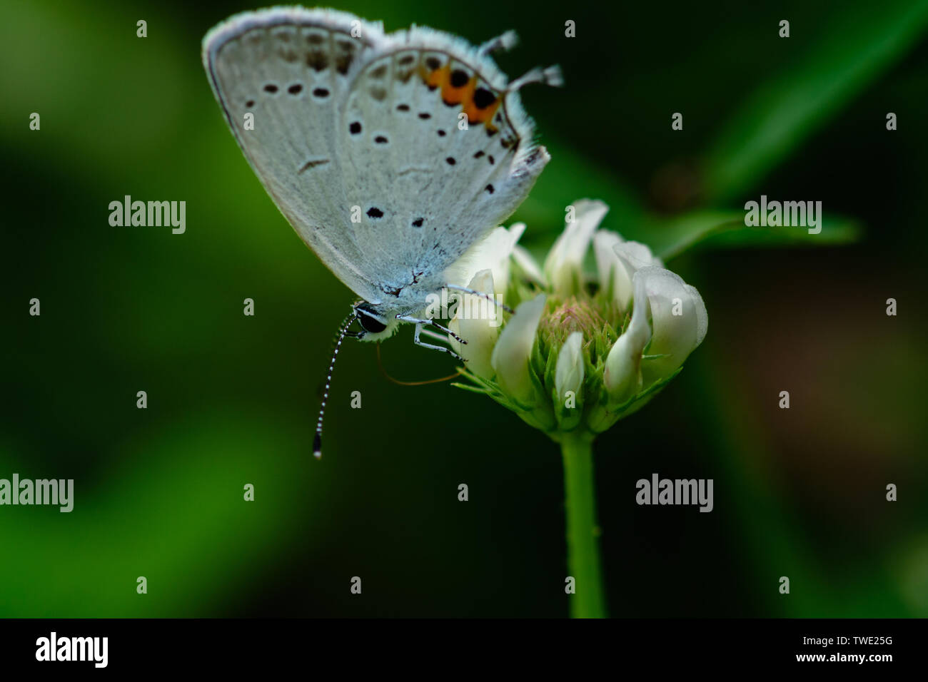 Butterfly crest hi-res stock photography and images - Alamy