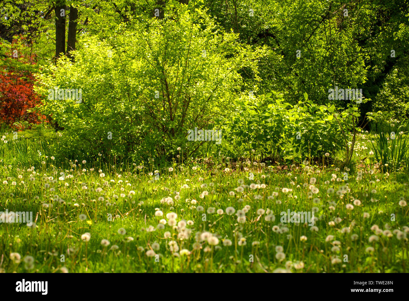 Beautiful park in spring Stock Photo - Alamy