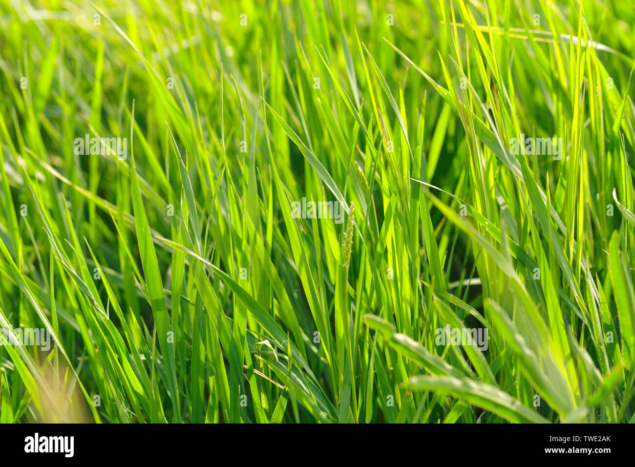 spring grass field Stock Photo - Alamy
