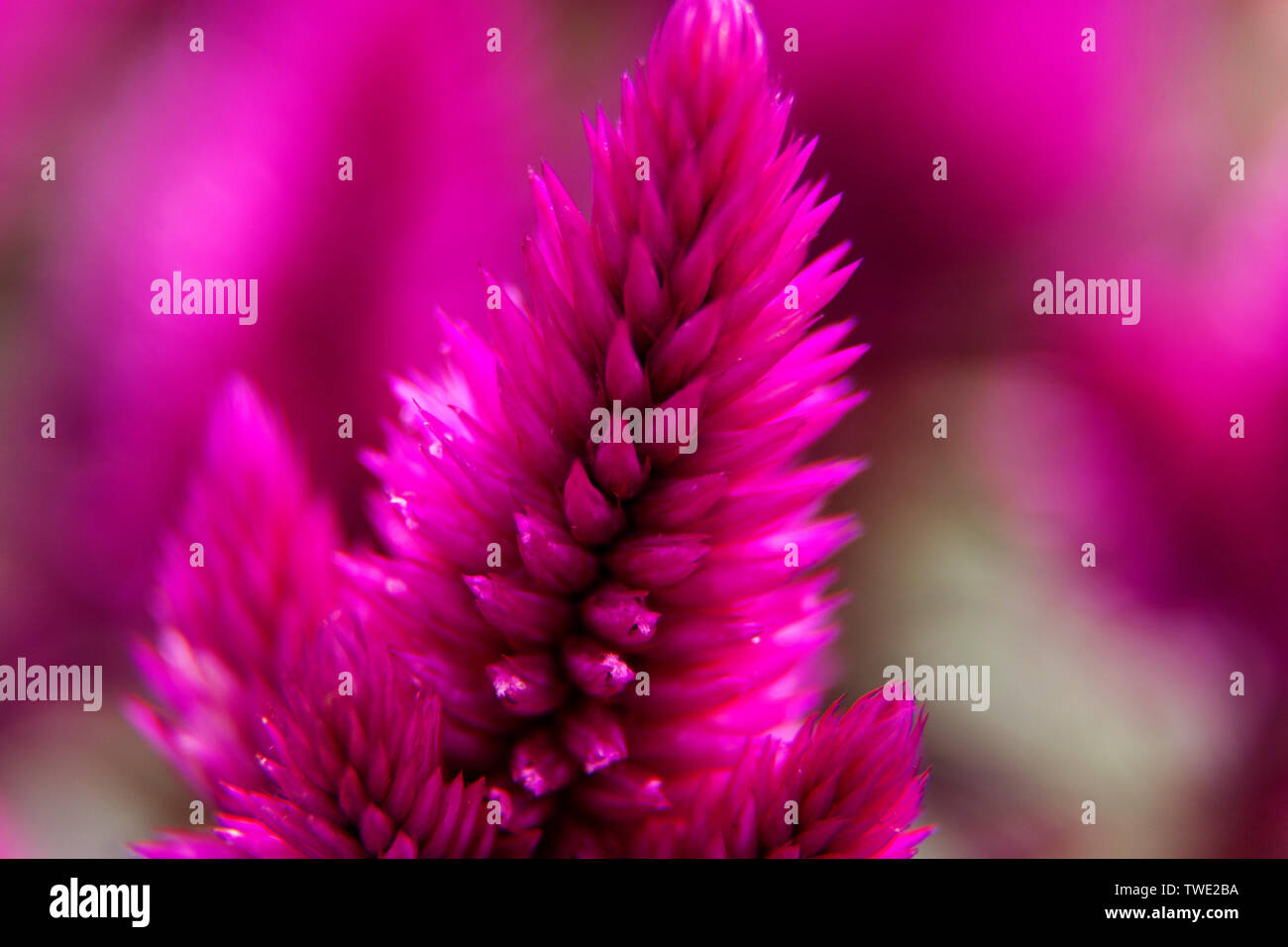 Fluffy flower spikes hi-res stock photography and images - Alamy