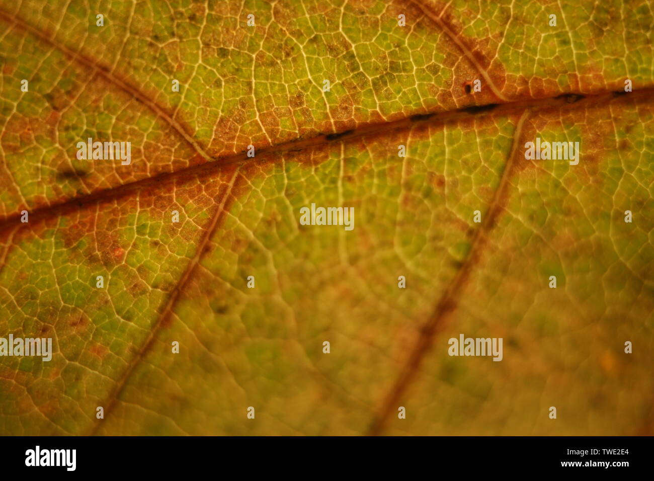 The veins of microscopic leaves Stock Photo - Alamy