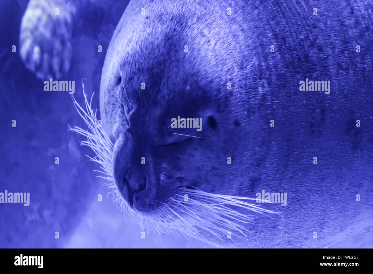 Seal in Haichang Ocean Park, Shanghai Stock Photo - Alamy