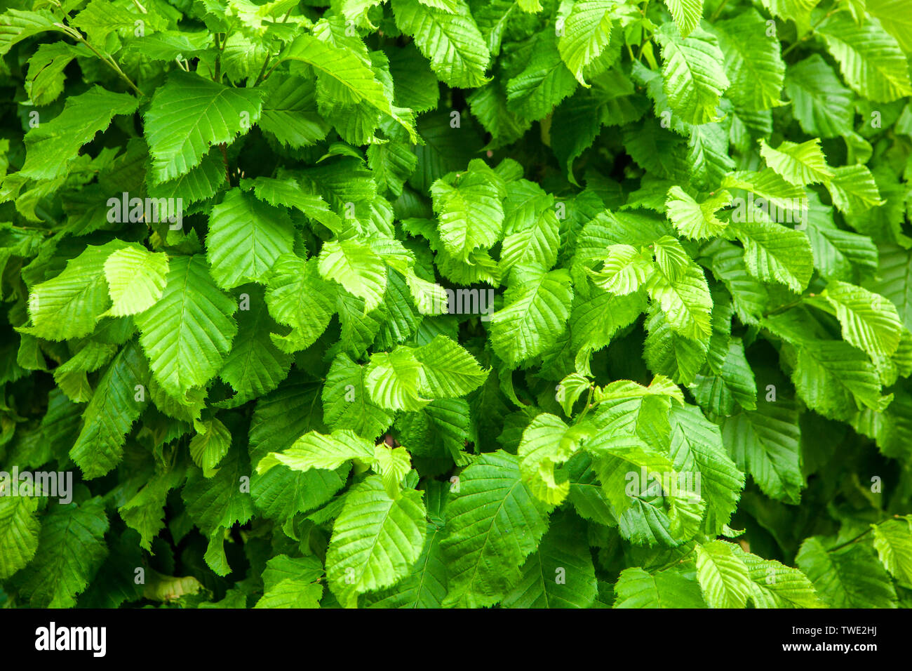 Yew medium hilly Stock Photo - Alamy