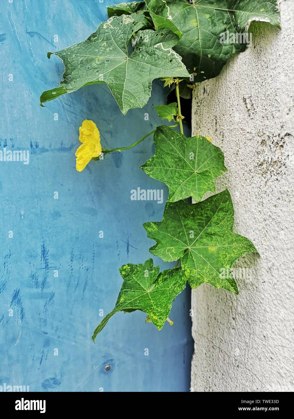 Ivy vine patterns hi-res stock photography and images - Alamy