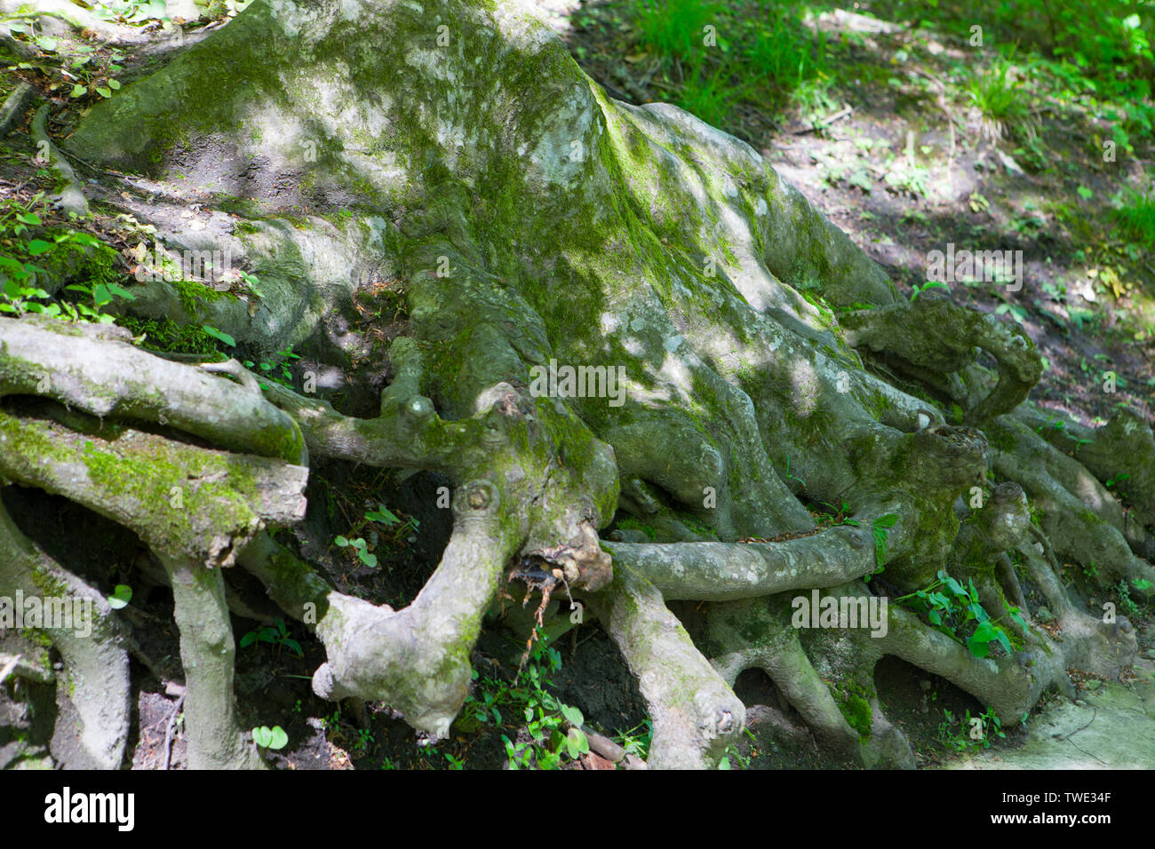 The root system of the old pine forest on the slope Stock Photo - Alamy