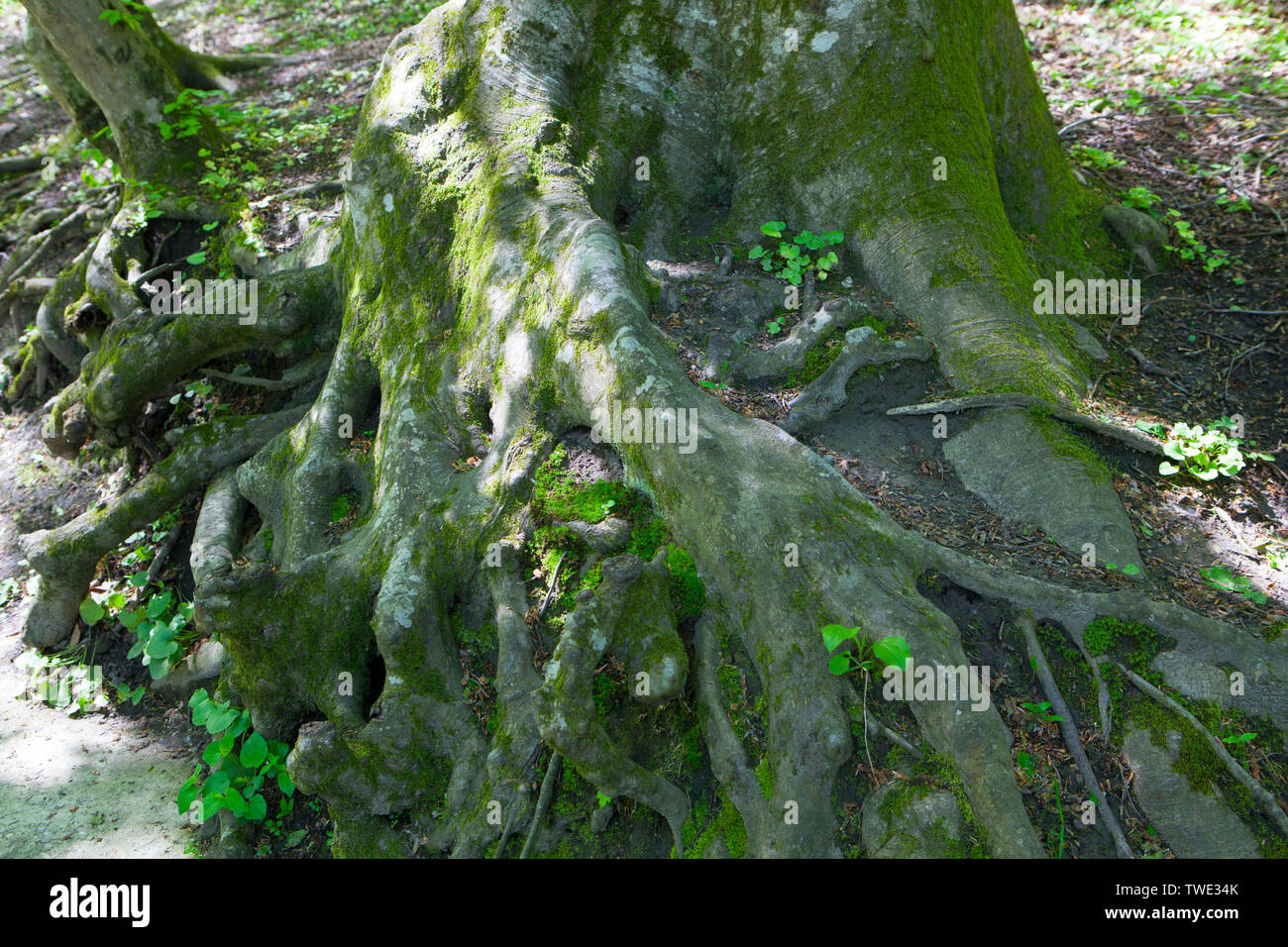 Gully root hi-res stock photography and images - Alamy