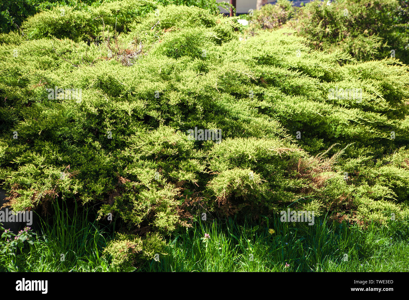 Park design planting bush shrub hedge hi-res stock photography and ...
