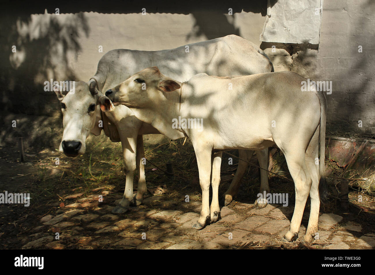 Bangladeshi cows hi-res stock photography and images - Alamy