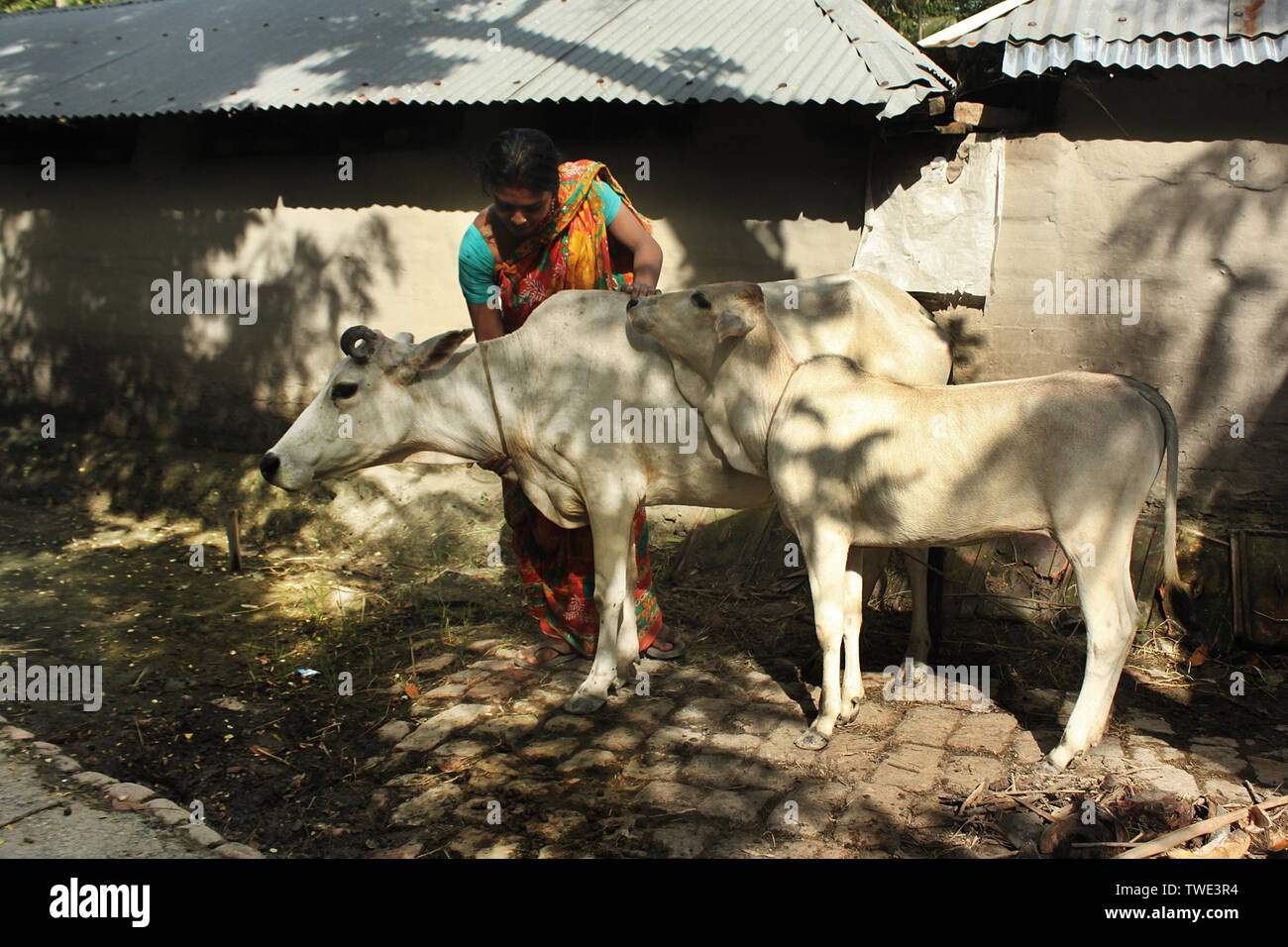 A farmer prepares milking cows at Chalanbil. It is one of the largest ...