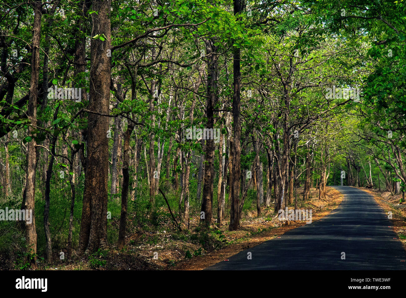 Drive through the jungle Stock Photo - Alamy
