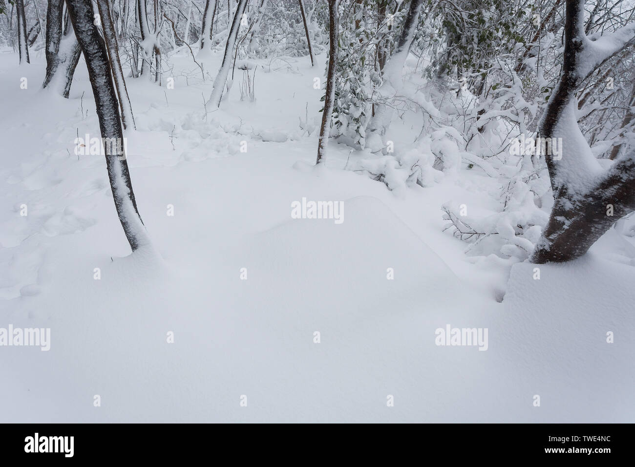 Nanjing snow scenery hi-res stock photography and images - Alamy