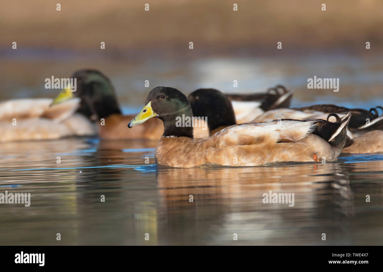 Northern Mallard ducks, Anas platyrhynchos, swimming in a lagoon near ...
