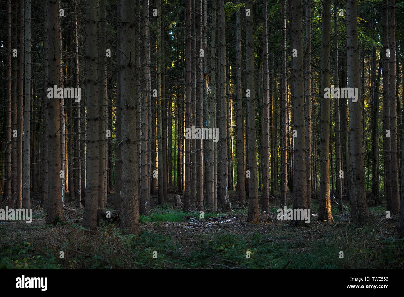 Lateral light hi-res stock photography and images - Alamy