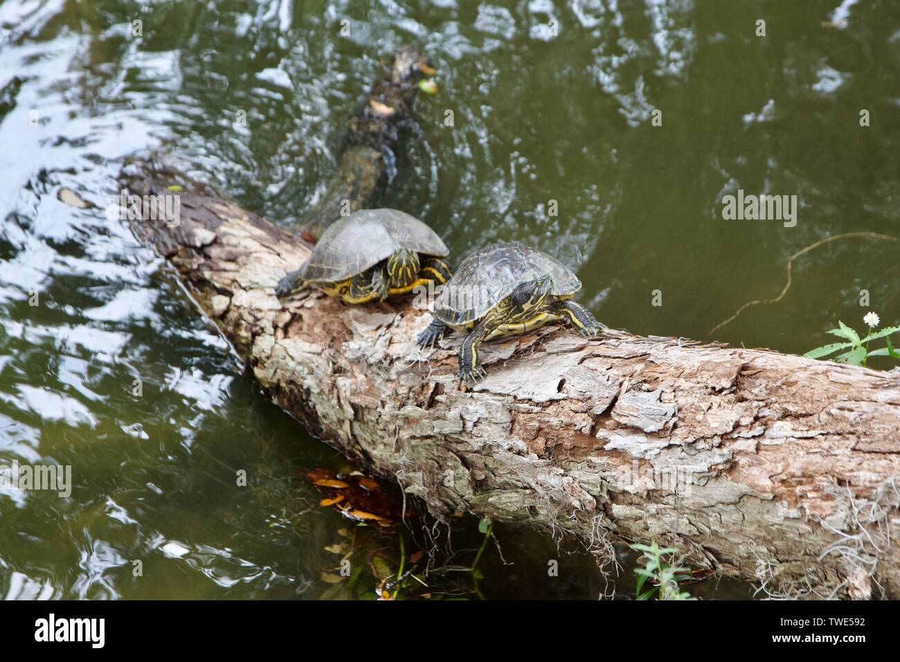 Turtles On A Log High Resolution Stock Photography and Images - Alamy