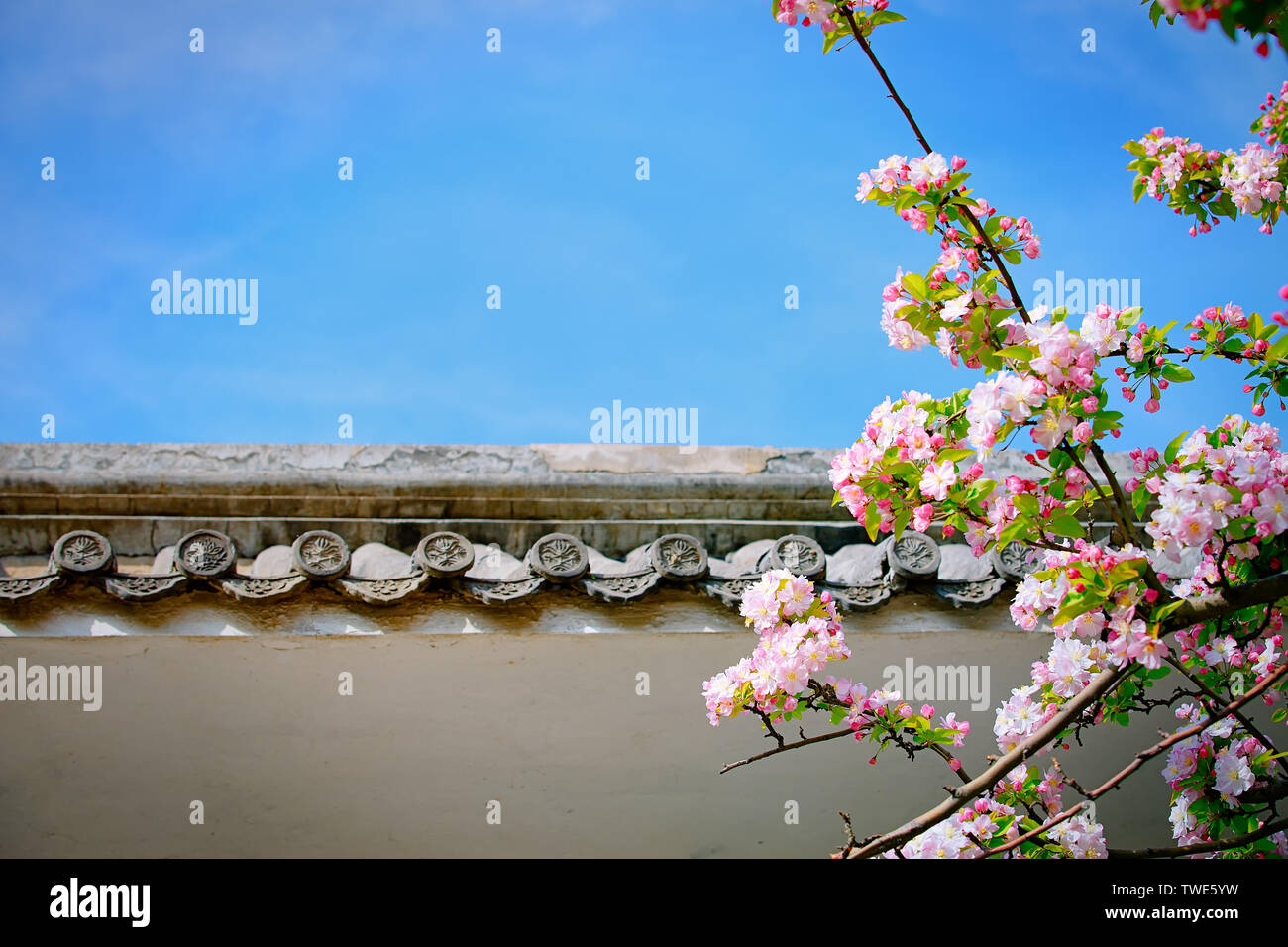 Chinese begonia hi-res stock photography and images - Alamy