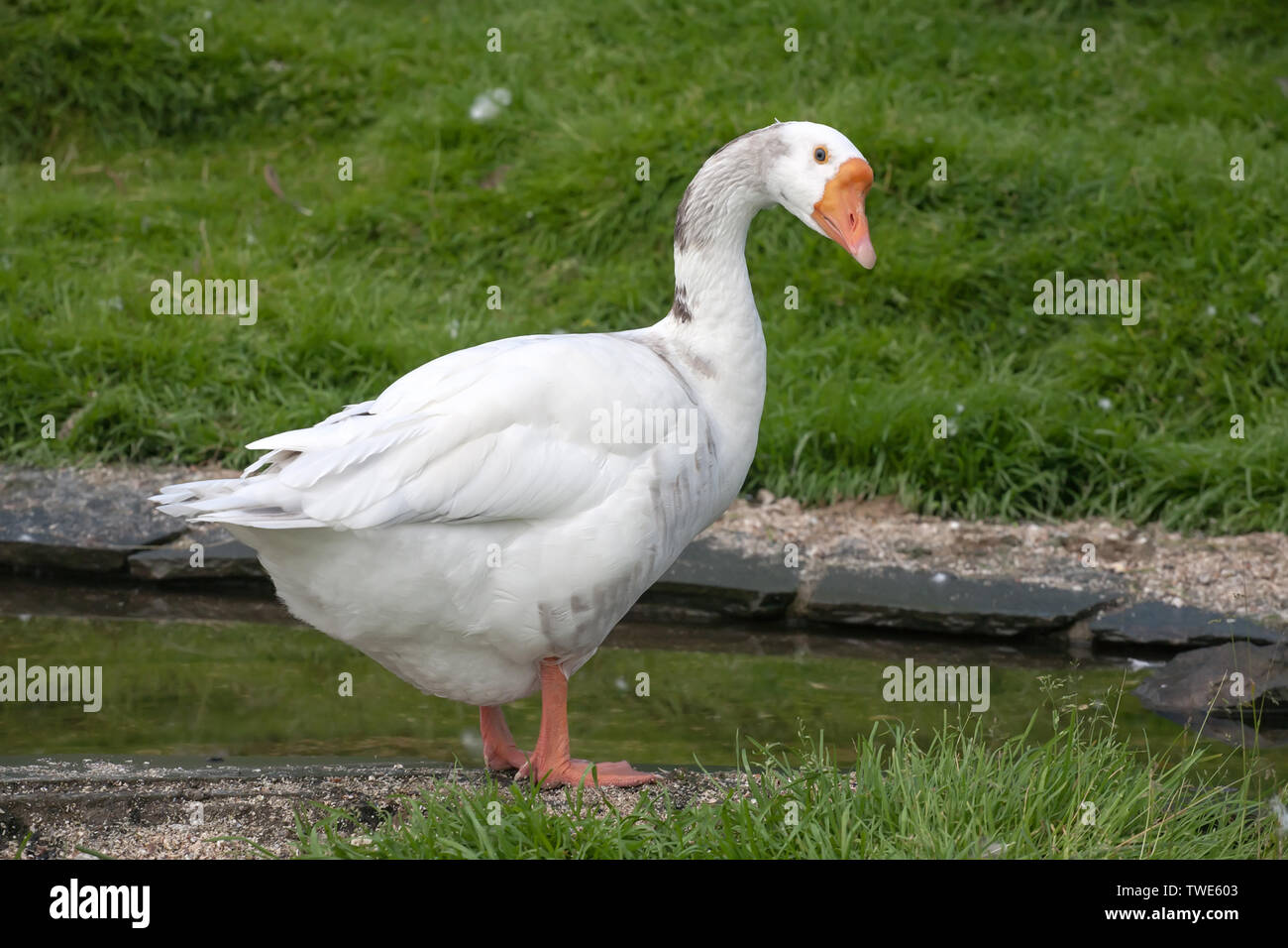 Closeup goose hi-res stock photography and images - Alamy