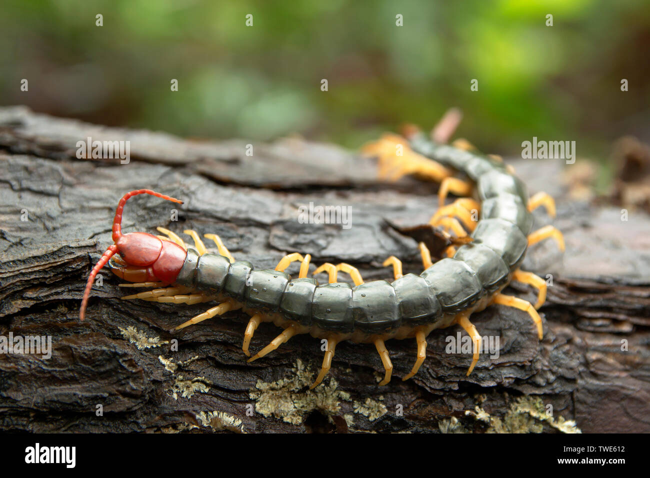 Jungle centipede hi-res stock photography and images - Alamy