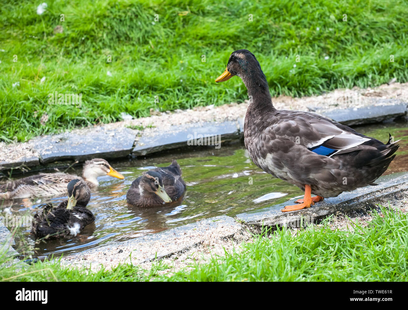 The fat duck hi-res stock photography and images - Alamy