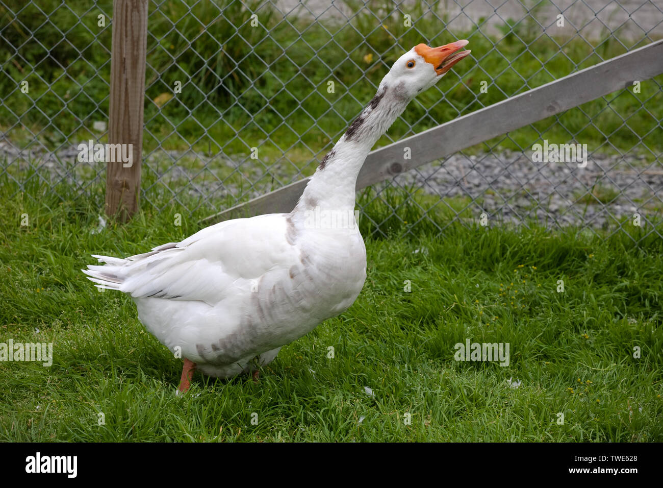 fat white goose poultry yard green grass background Stock Photo - Alamy