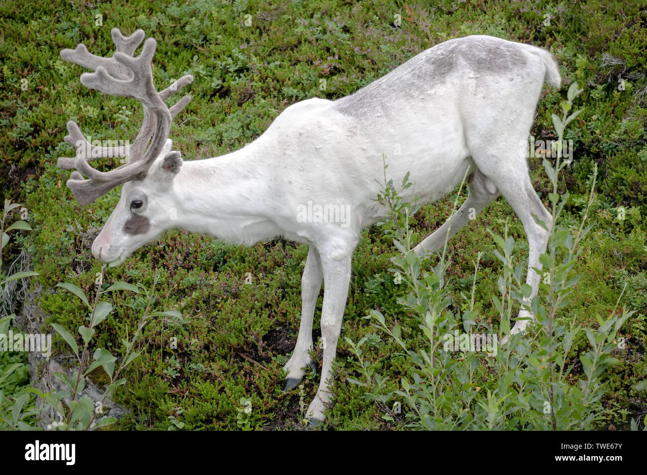 Reindeer side profile hi-res stock photography and images - Alamy