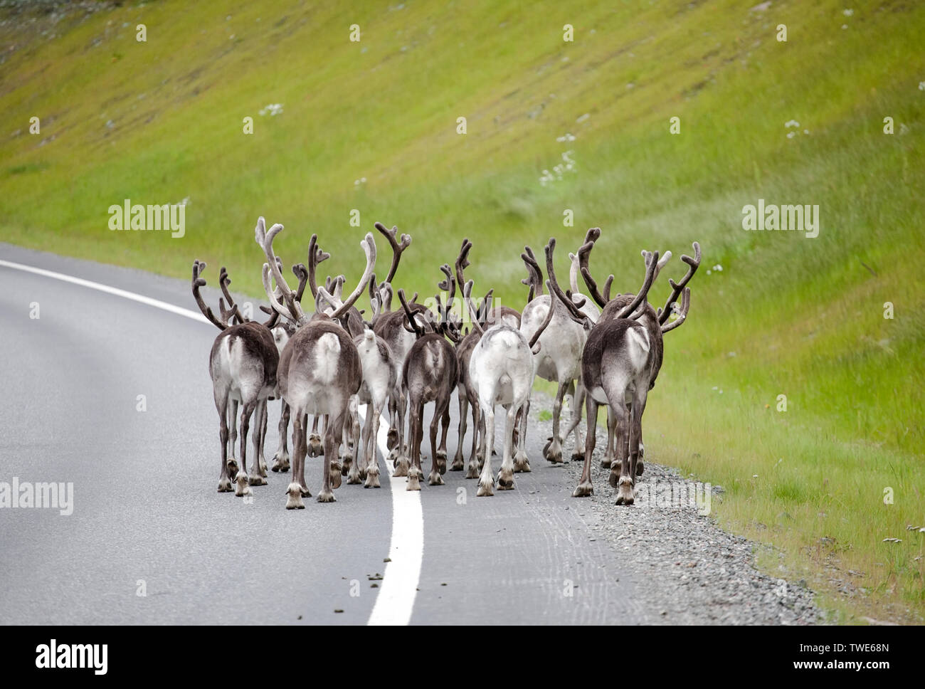 Reindeer at the roadside hi-res stock photography and images - Alamy