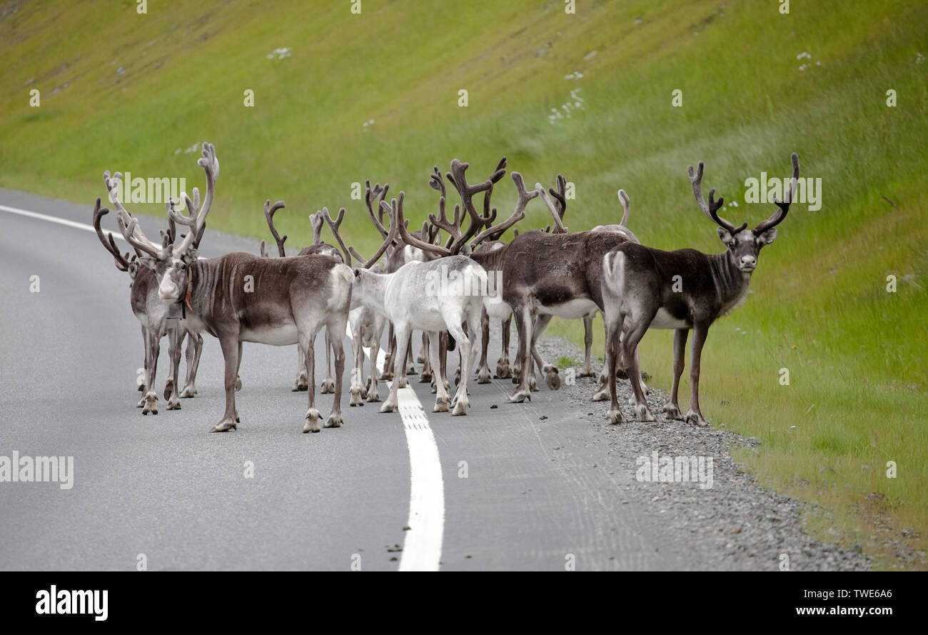 northern reindeer herd standing on highway road Stock Photo - Alamy