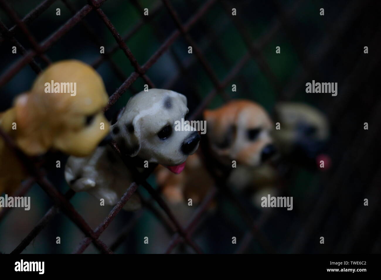 Dog toys still life hi-res stock photography and images - Alamy