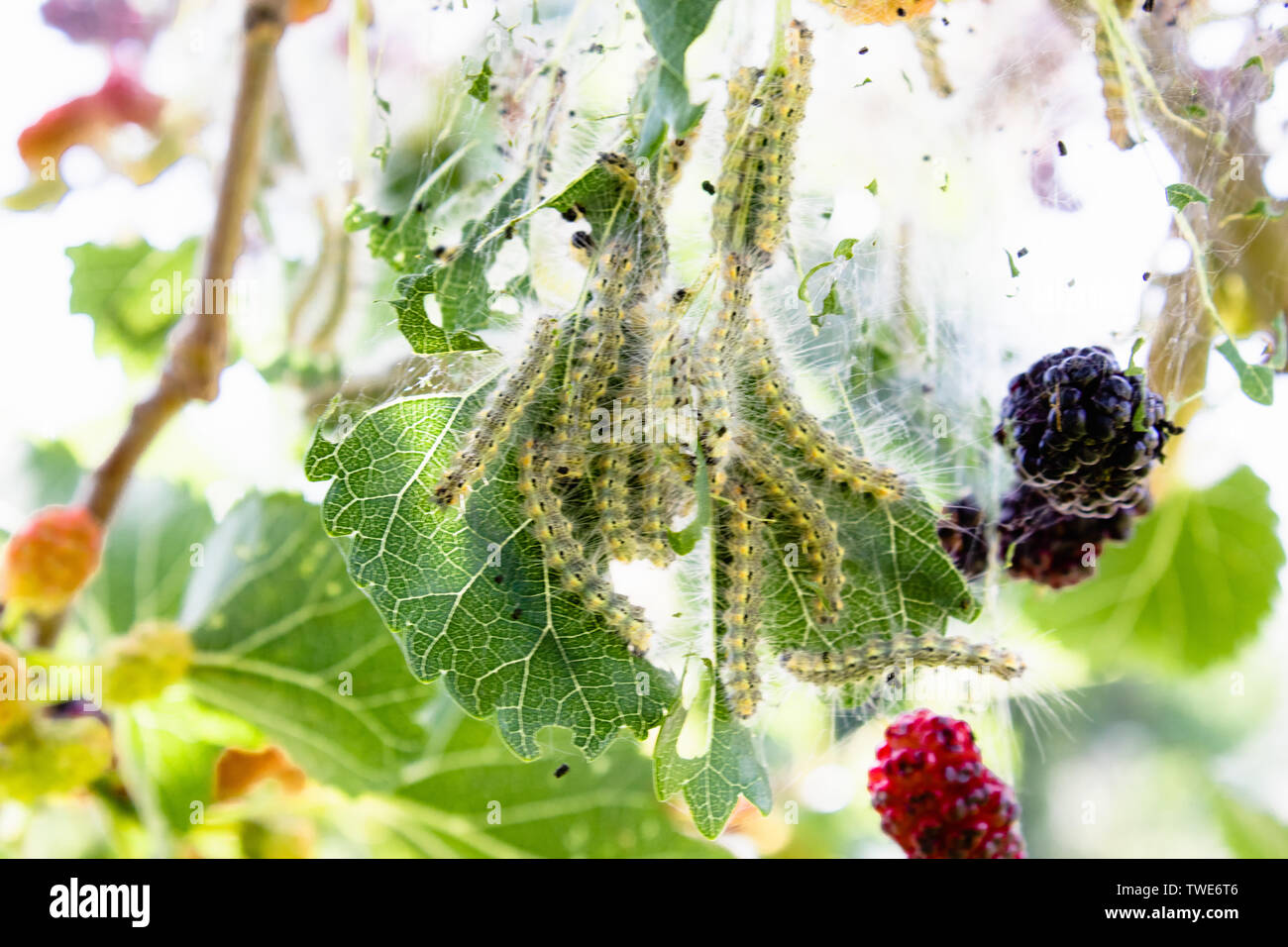 Caterpillars feed on mulberry leaves. Insect pests devour the green ...