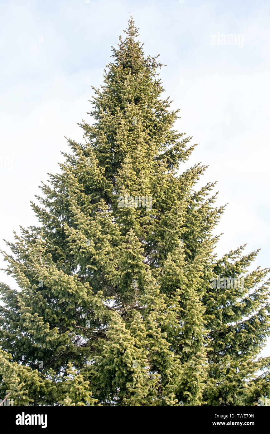Big fir tree hi-res stock photography and images - Alamy