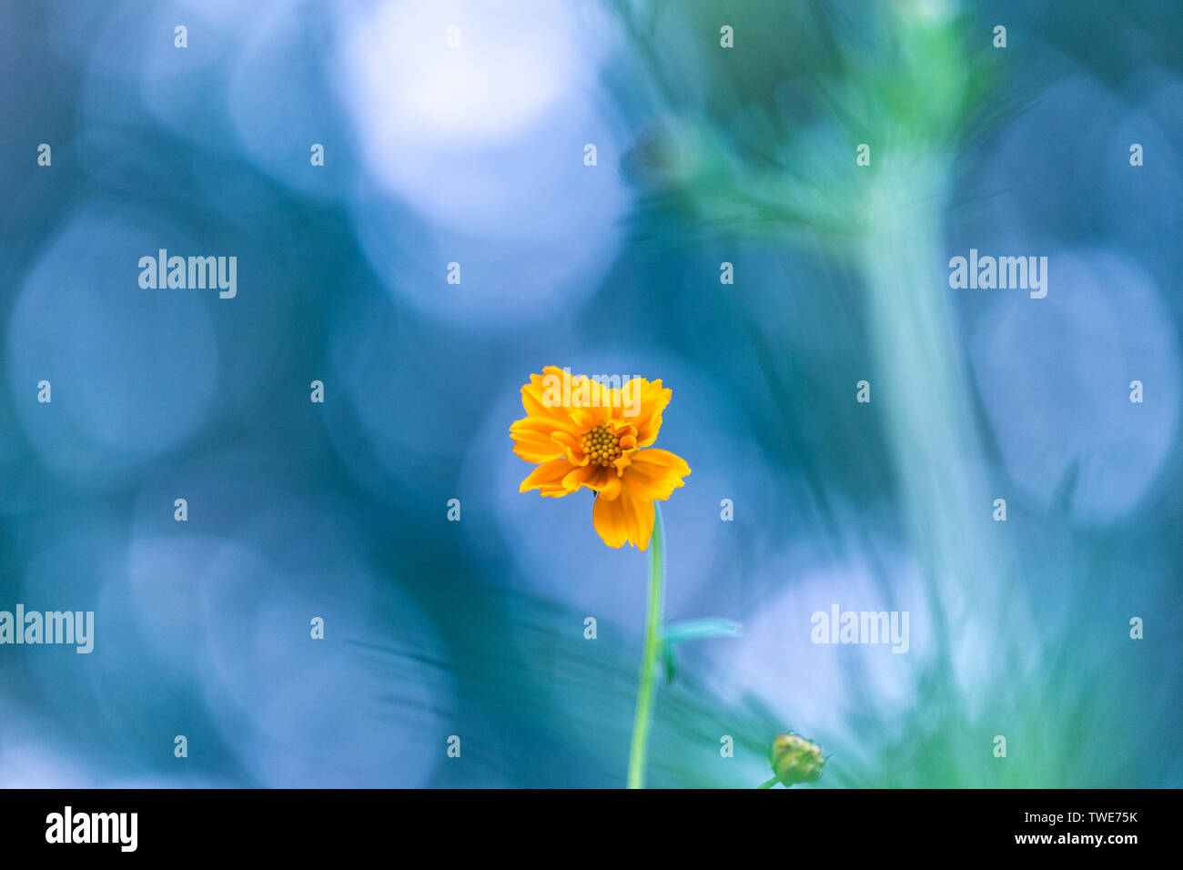 Blooms with backlight hi-res stock photography and images - Alamy