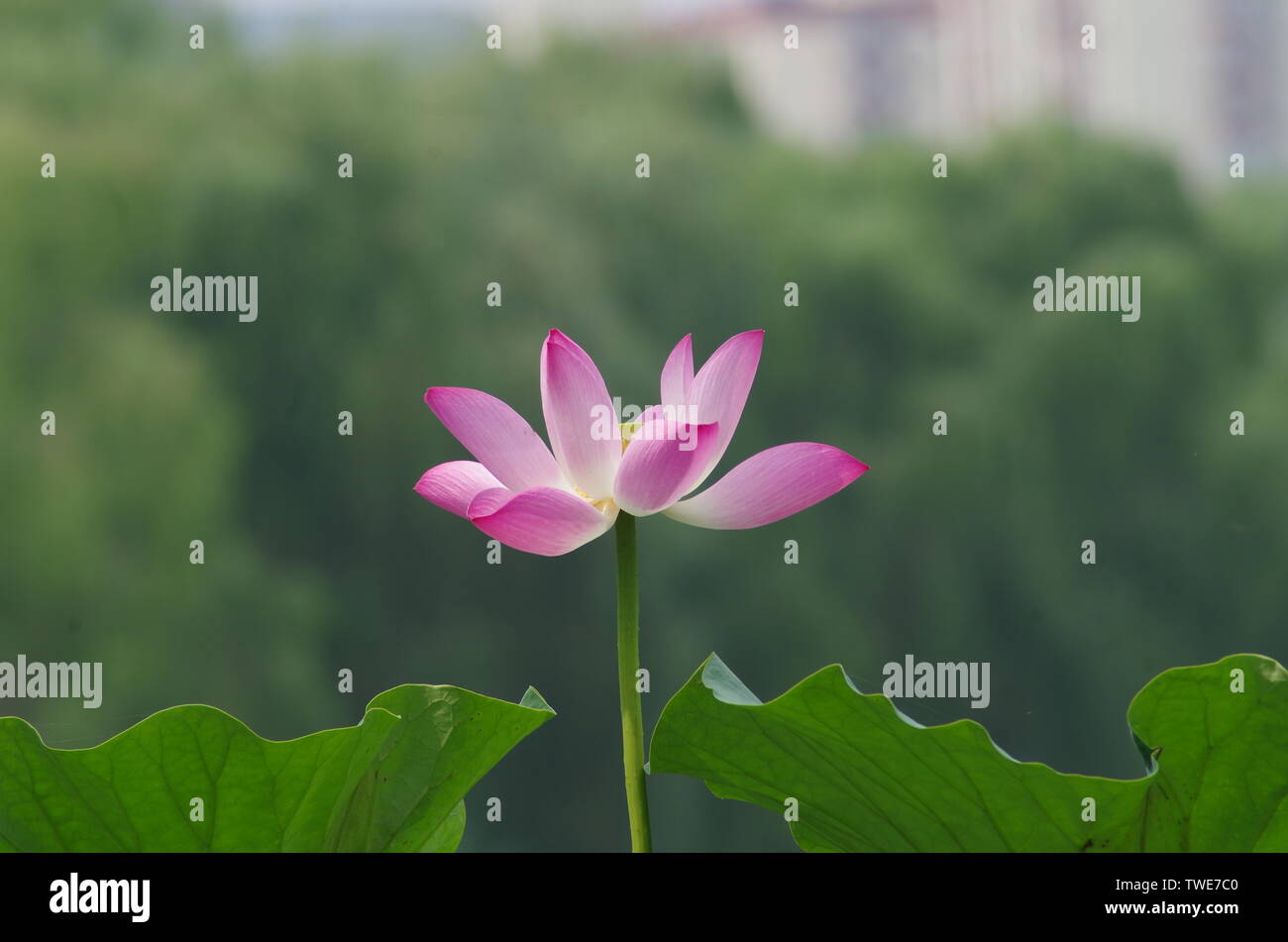 Lotus, Xia Ho, Lotus, Photography Stock Photo - Alamy