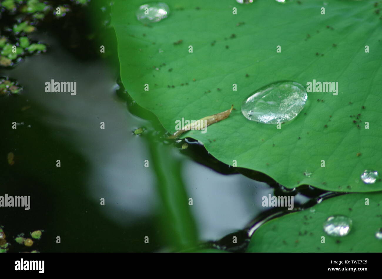 Lotus, Xia Ho, Lotus, Photography Stock Photo - Alamy