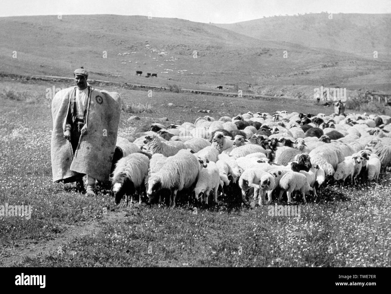 turkey, shepherd with his flock, 1954 Stock Photo - Alamy