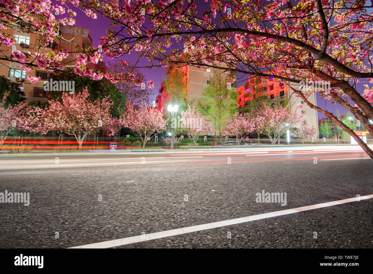 City Cherry Blossom Road Stock Photo - Alamy