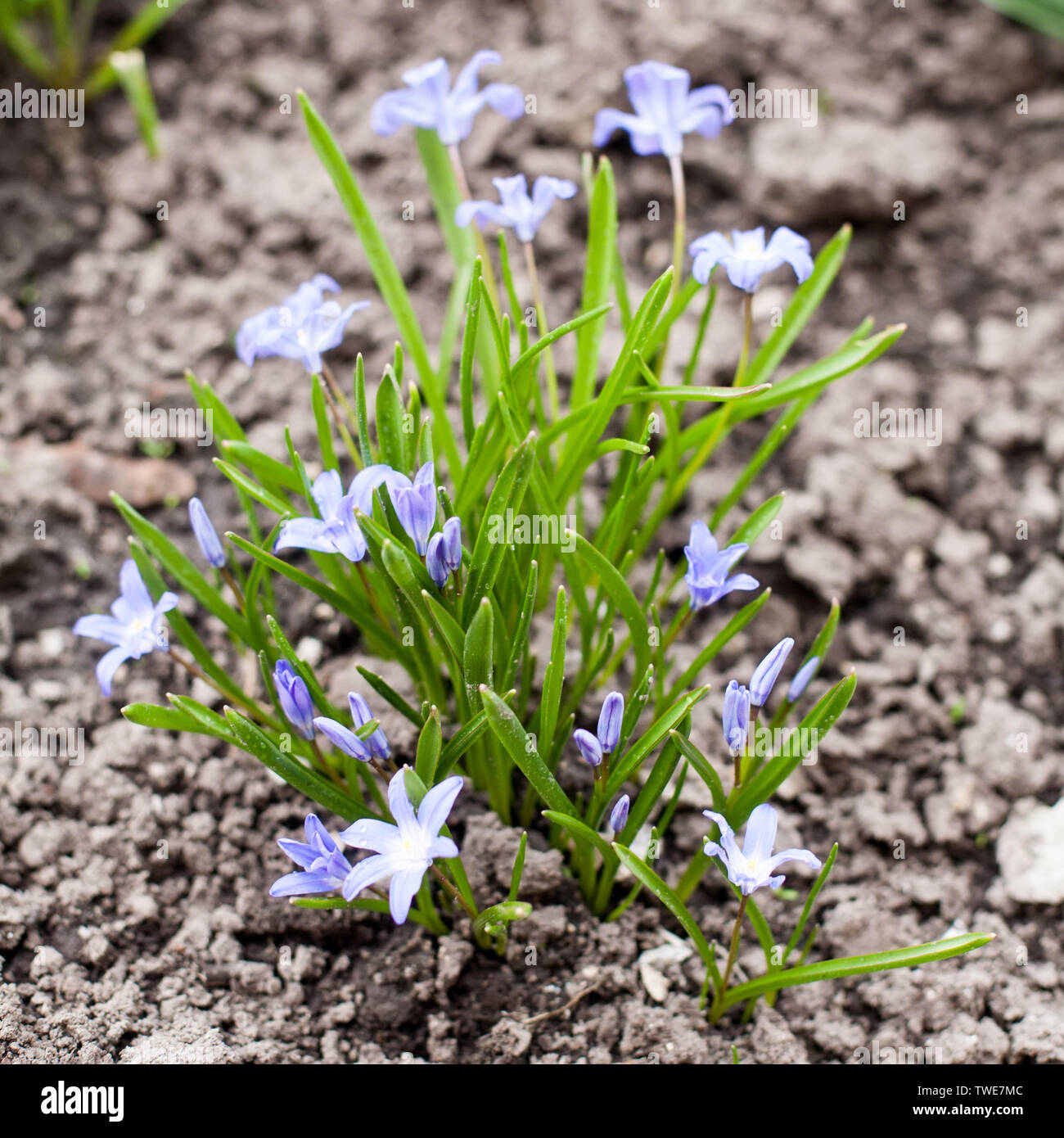 Blue snowdrop blossom flowers hi-res stock photography and images - Alamy