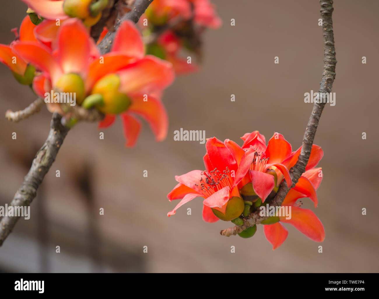 Kapok buds hi-res stock photography and images - Alamy