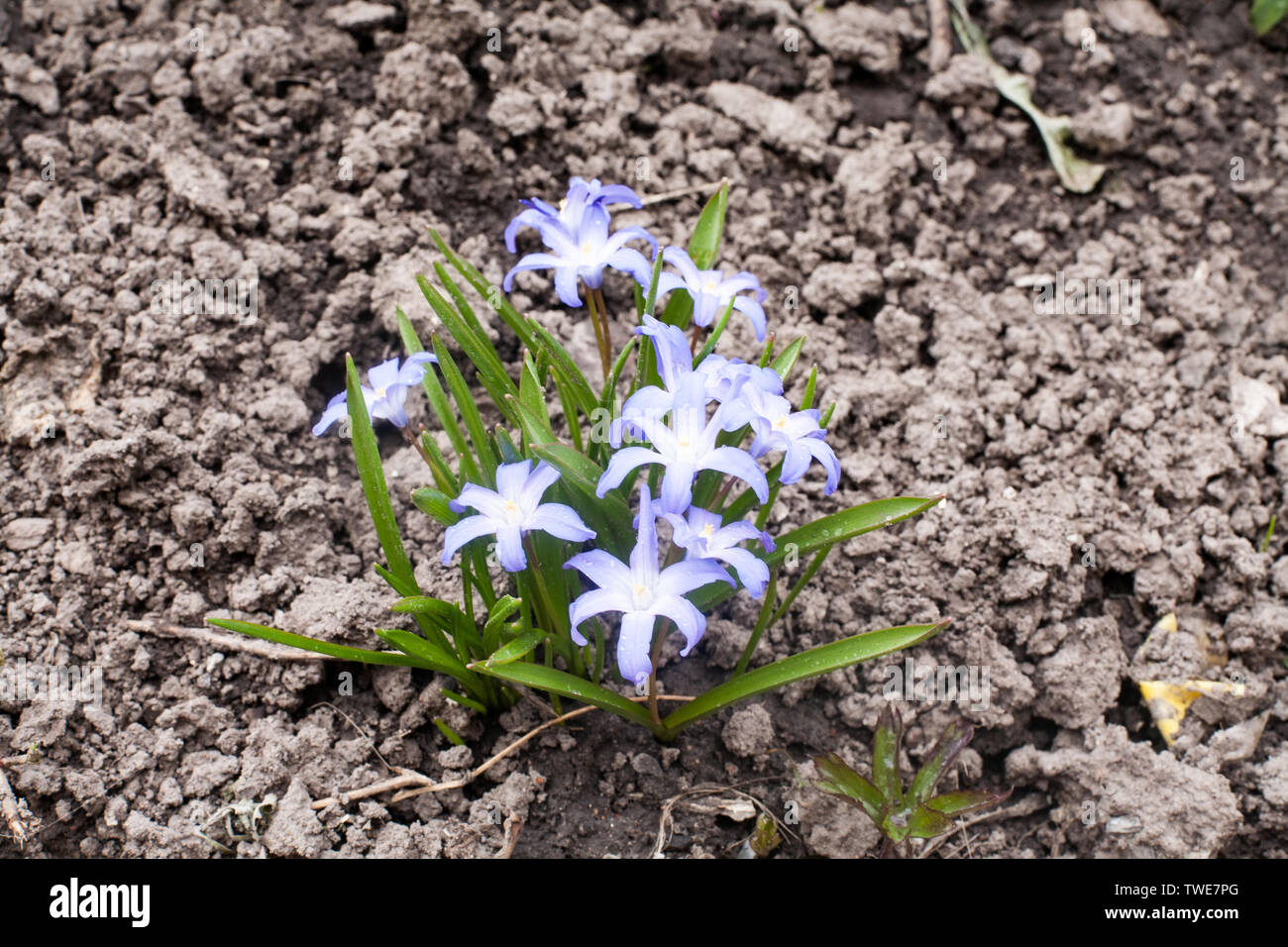 blue snowdrop spring flowers closeup view on earth background Stock ...