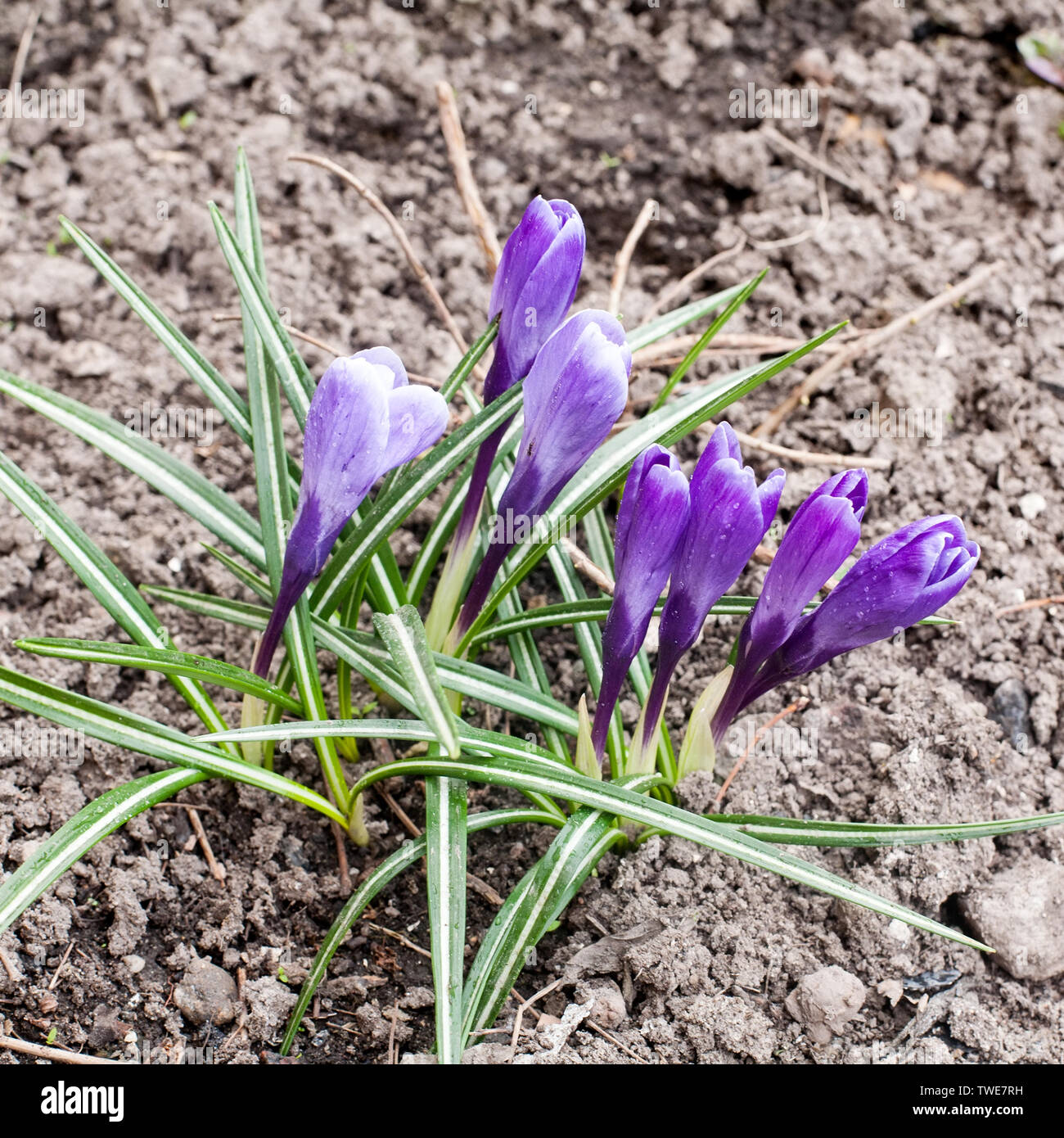 Blue snowdrop hi-res stock photography and images - Alamy