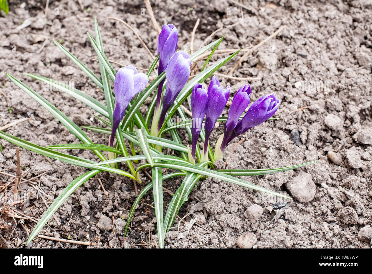 violet snowdrop spring flowers closeup view on black ground background ...